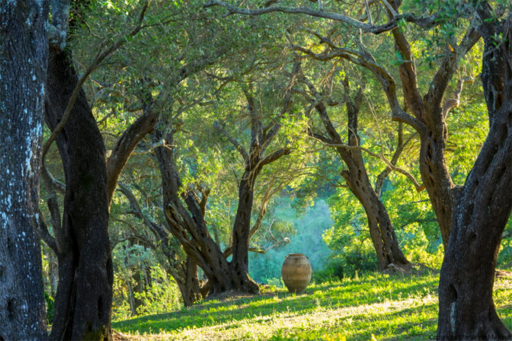 Rachel Weaving: The Author of “Gardens of Corfu” Guides Us Through the ...