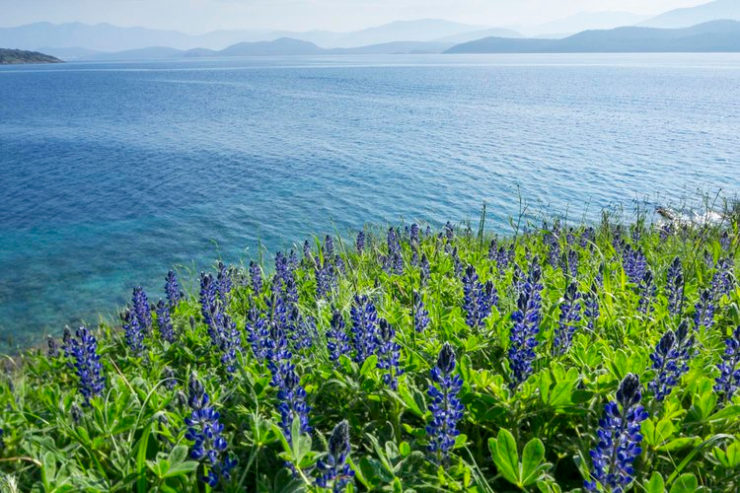 Rachel Weaving: The Author of “Gardens of Corfu” Guides Us Through the ...